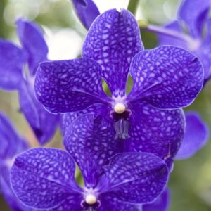 10 Beautiful Orchid Colors You'll Want - Garden Crafter