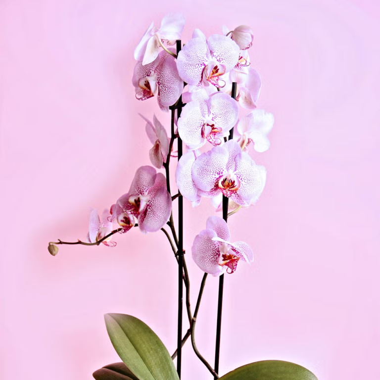 10 Beautiful Orchid And Their Meanings - Garden Crafter