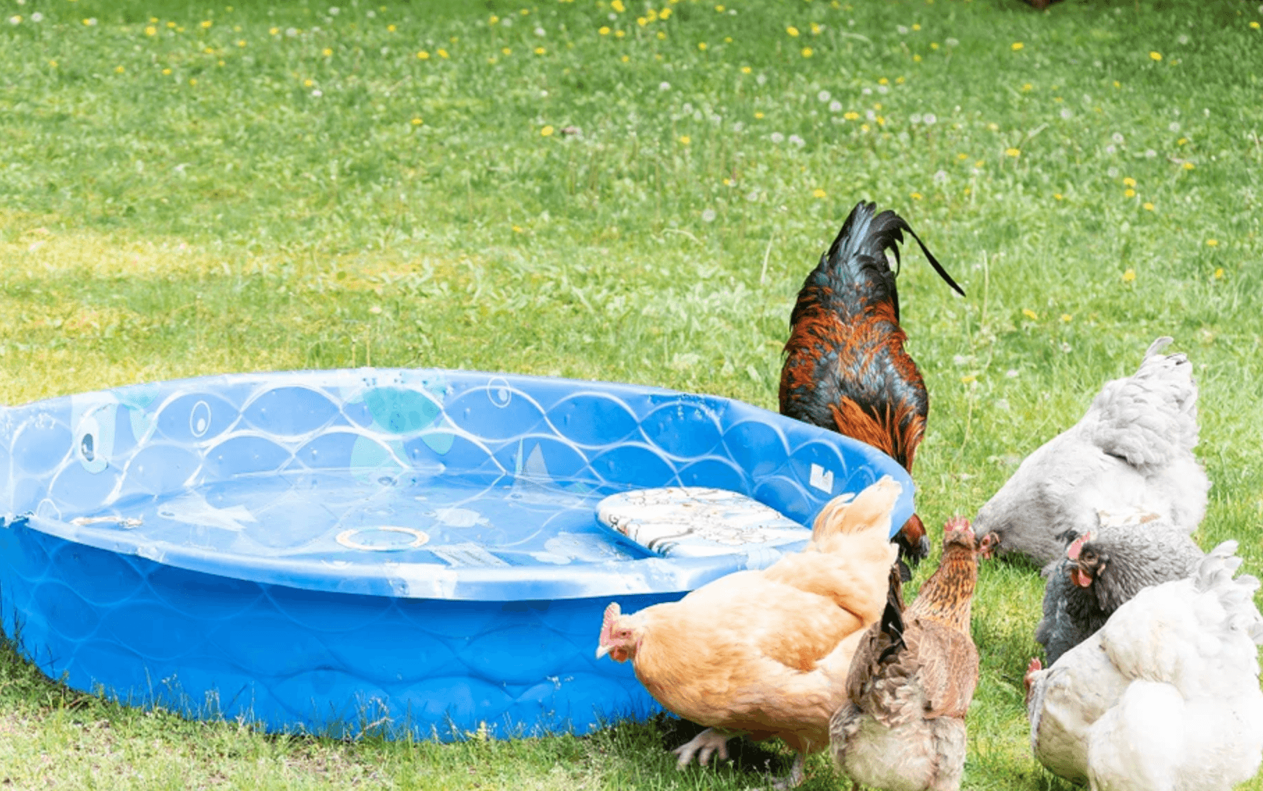 Raising Backyard Chickens: 25 Essential Tips for Beginners - Garden Crafter